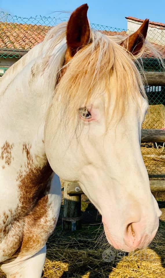 Stagione di monta 2025 - Animali In vendita a Padova