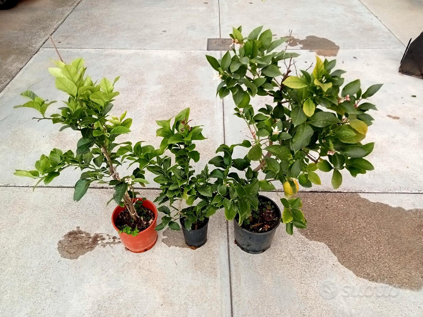 Piantina Limoni - Giardino e Fai da te In vendita a Udine