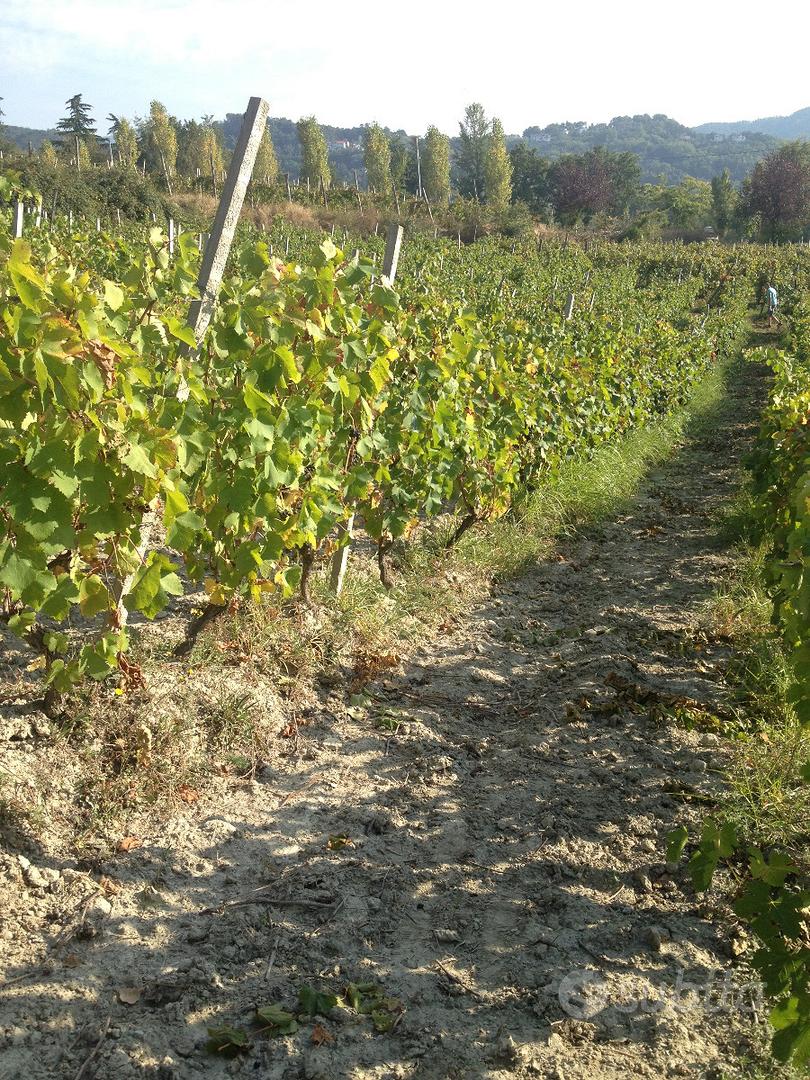 Gestione vigneto Ovada - Terreni e rustici In vendita a Alessandria
