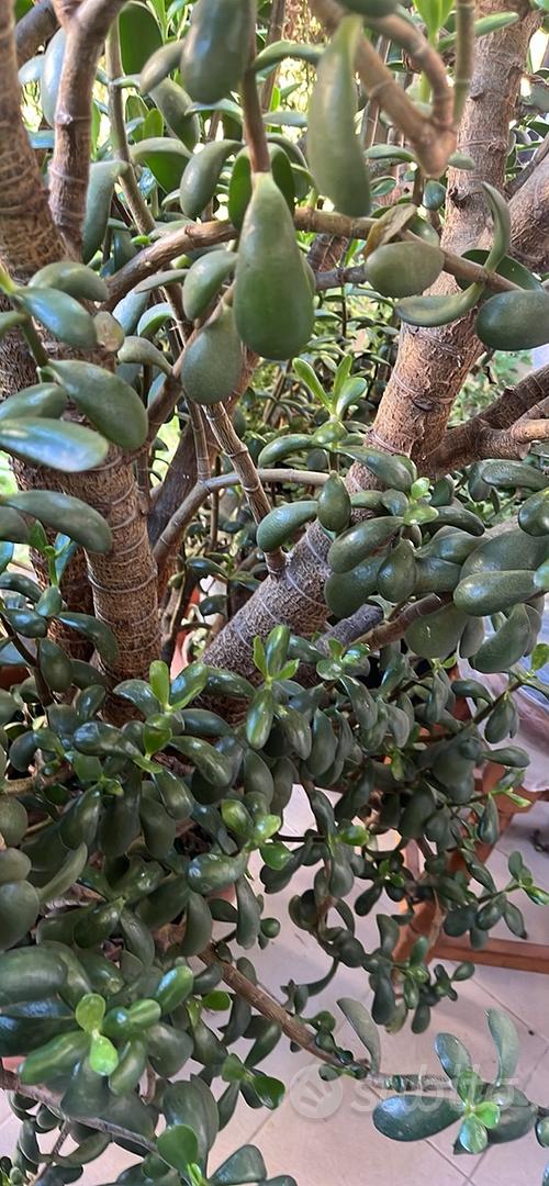 Pianta albero di Giada, molto grande - Giardino e Fai da te In vendita ...