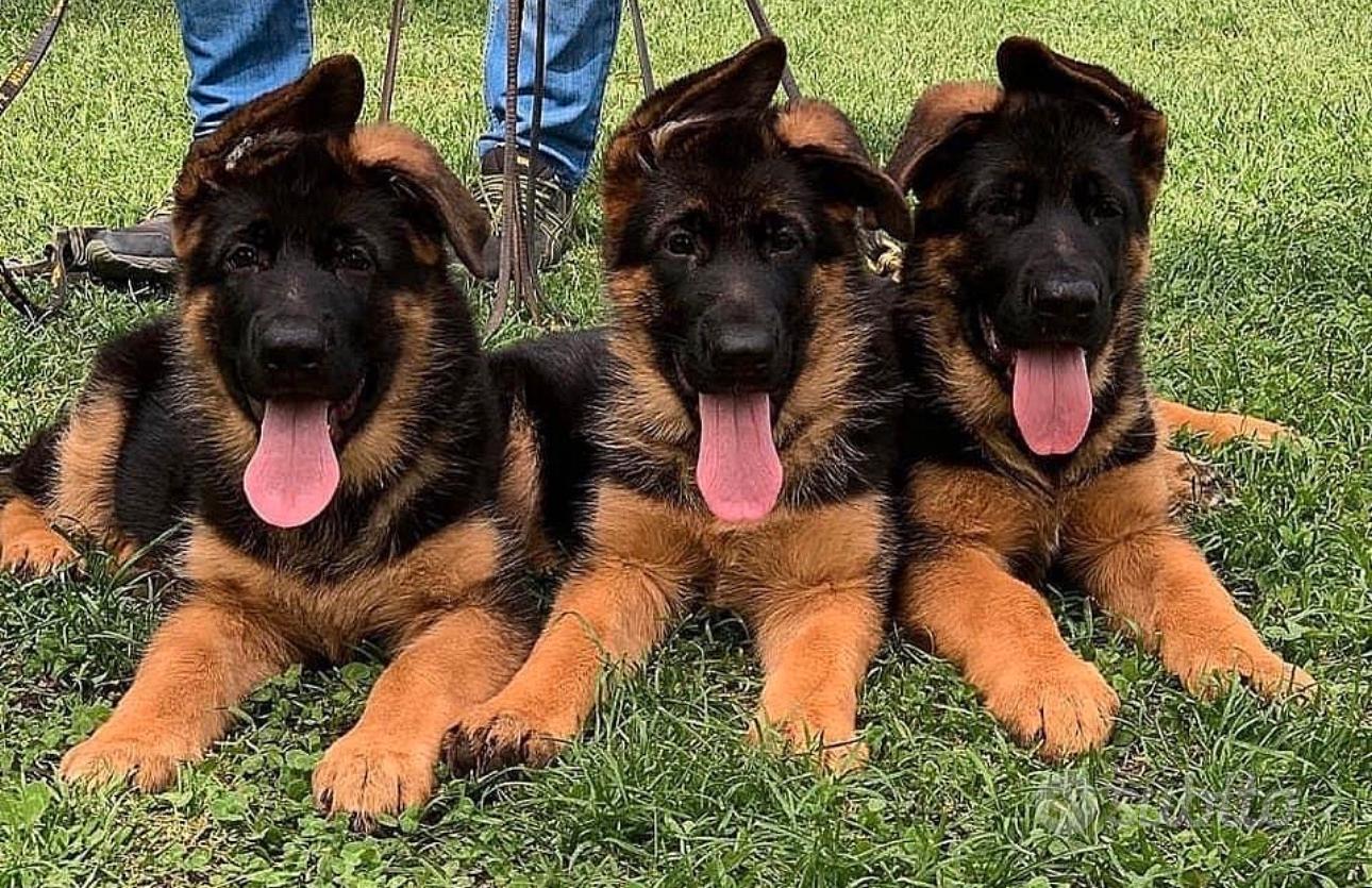Cuccioli di pastore tedesco allevamento ENCI - Animali In vendita a Cosenza