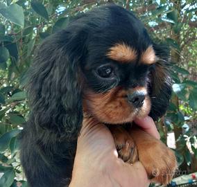 Cavalier King Charles Spaniel black and tan o ruby - Animali In vendita ...
