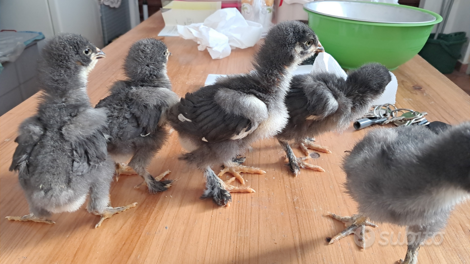 Pulcini brahma nati 8 dicembre.pulcini galline - Animali In vendita a ...