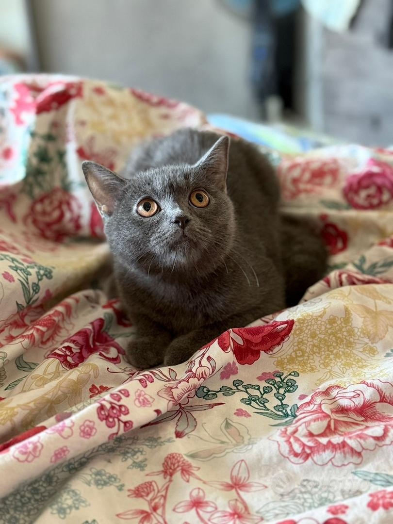 Gatto Scottish - Animali In vendita a Milano