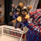 Animal stat - Vendita in tutta Italia - Subito.it