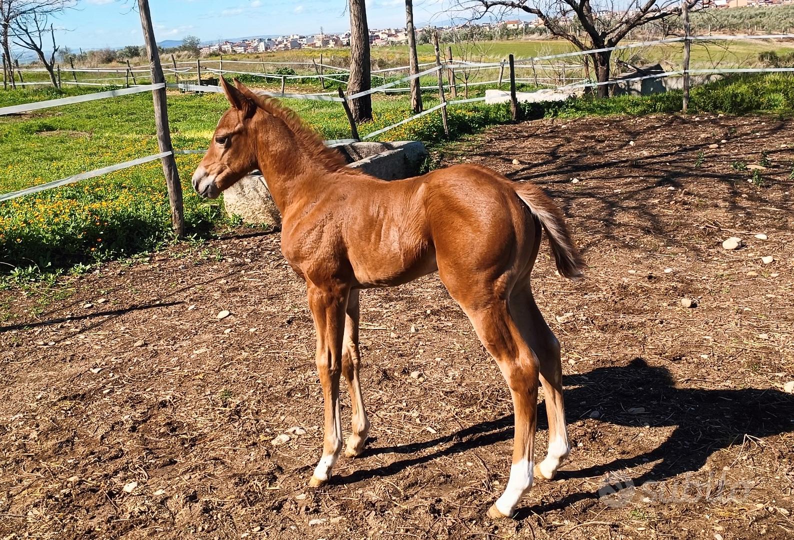 Puledro Quarter Horse 2024 - Animali In vendita a Potenza