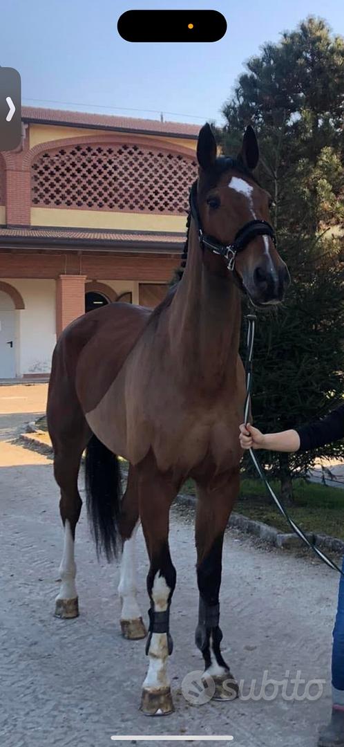 Cavallo castrone - Animali In vendita a Milano