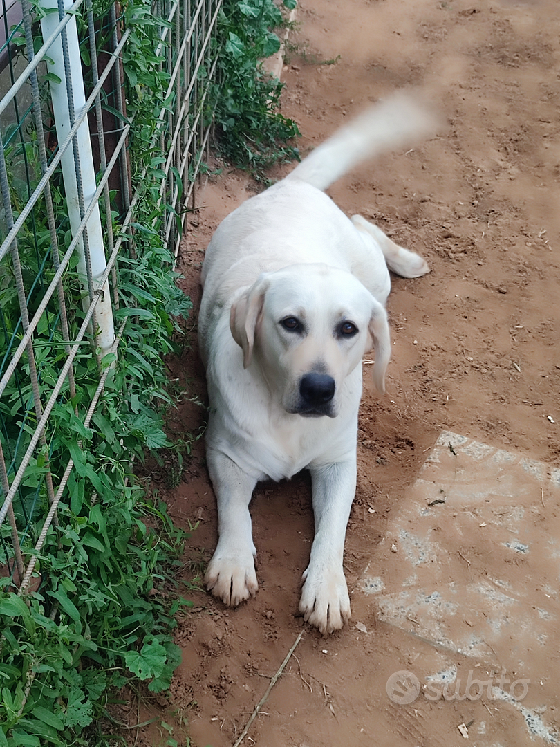 Labrador miele - Animali In regalo a Latina