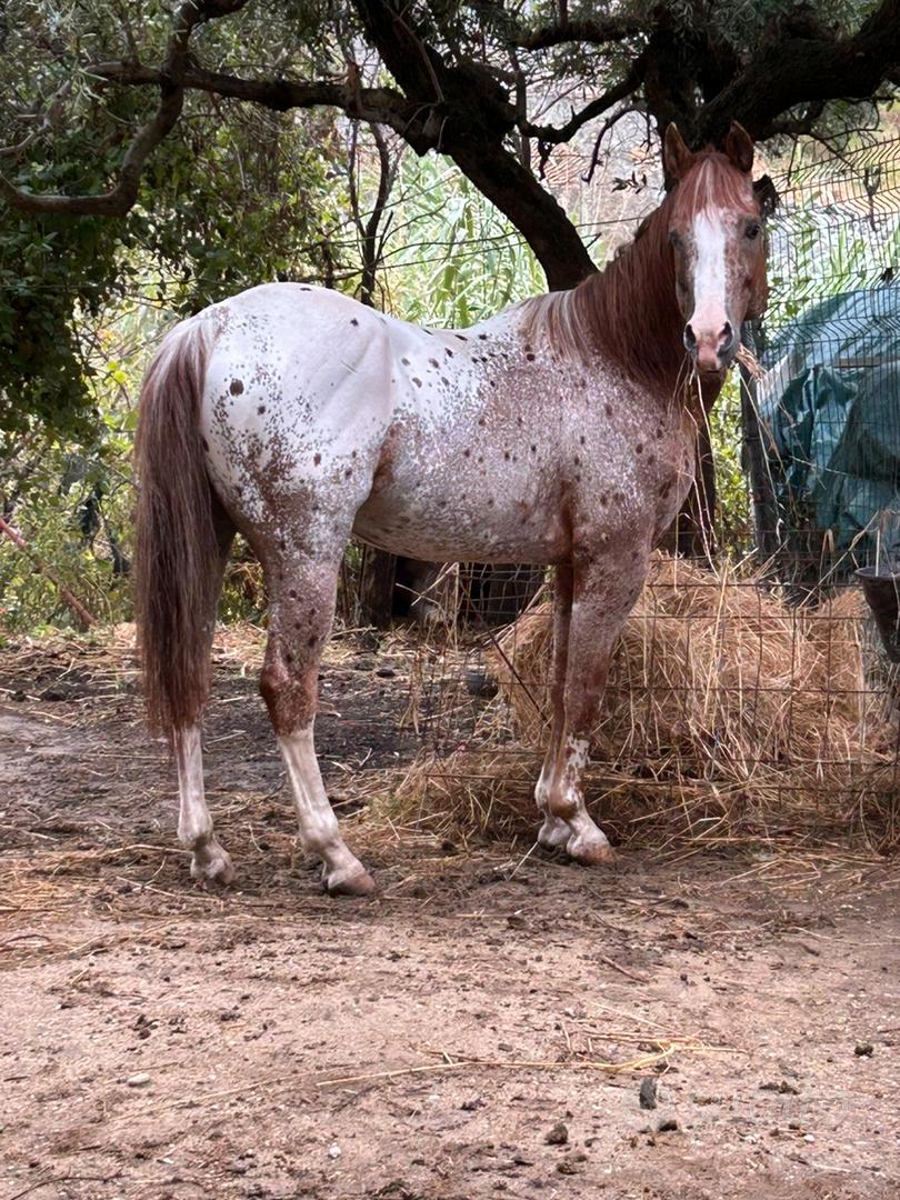 Appalosa di 8 anni - Animali In vendita a Roma