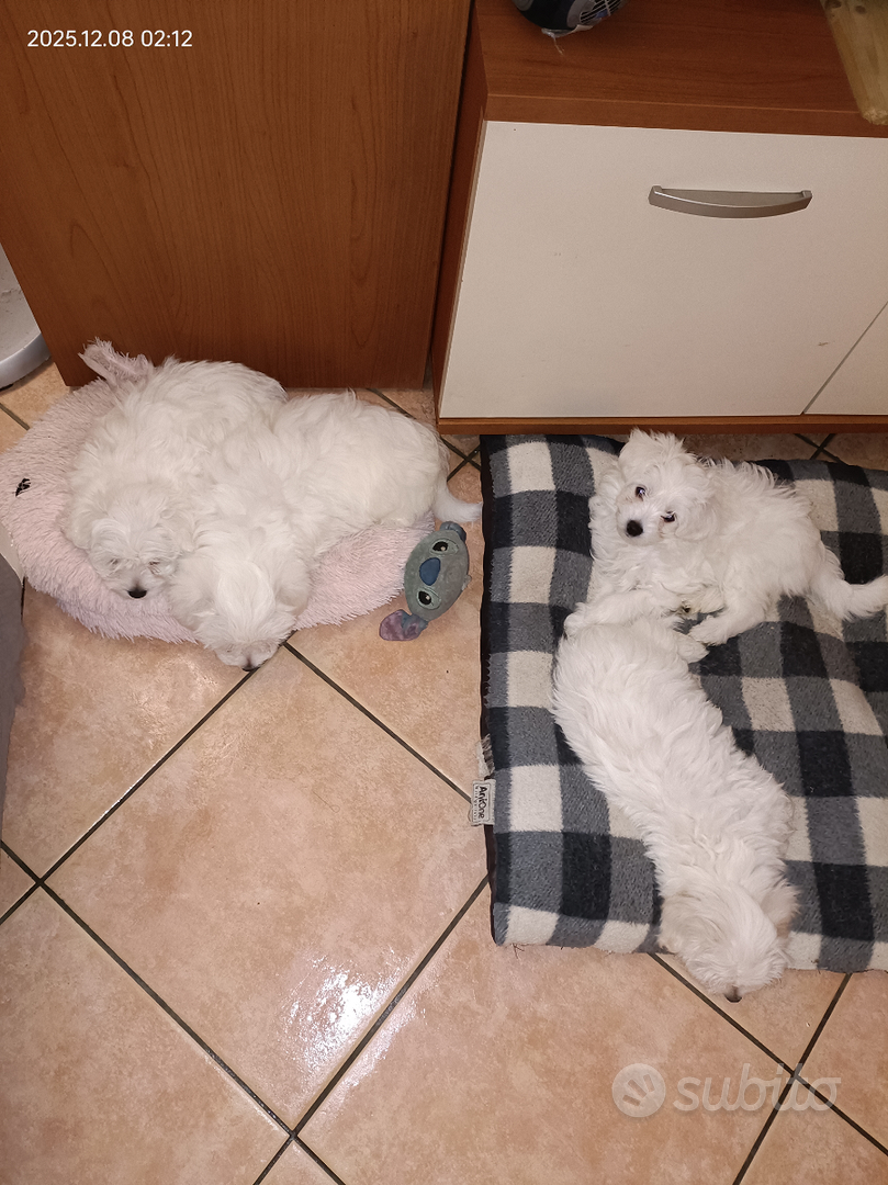 Cuccioloni di Maltesi - Animali In vendita a Roma
