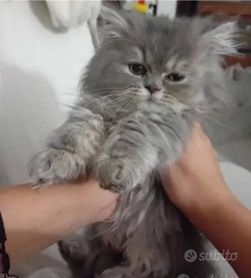Gatto persiano con Pedigree - Animali In vendita a Verona