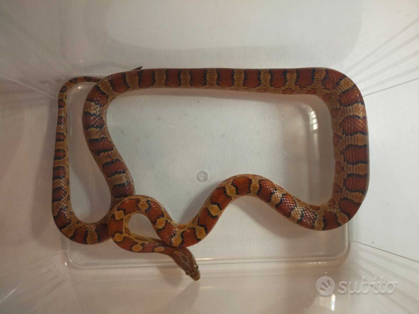 Serpe del grano -elaphe guttata - Animali In vendita a Pordenone