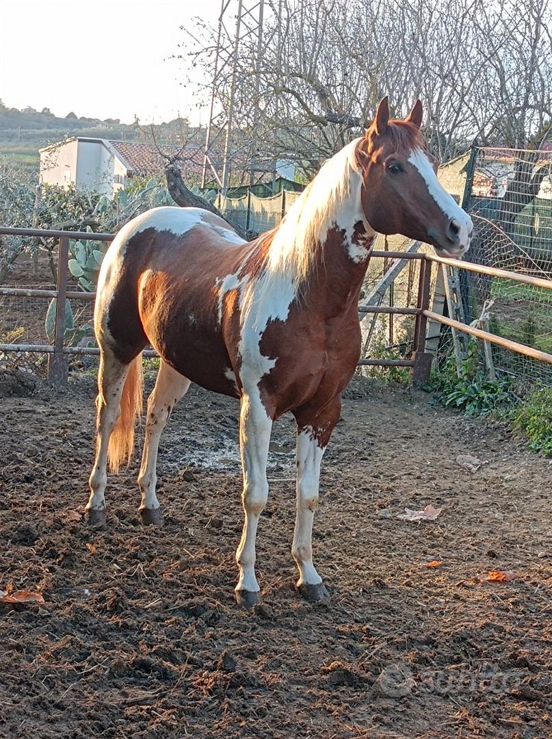 Stallone Paint - Animali In vendita a Caltanissetta