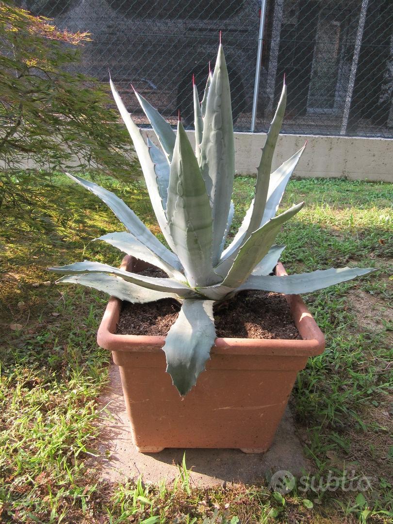 Piante di agave + aloe - Giardino e Fai da te In vendita a Padova