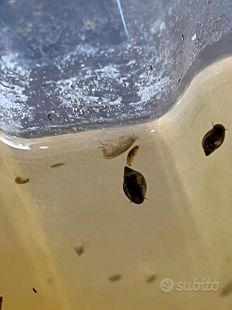 Hyalella Azteca cibo vivo per pesci acquario - Accessori per animali In ...