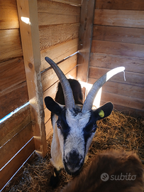 Capra razza Passiria - Animali In vendita a Trento