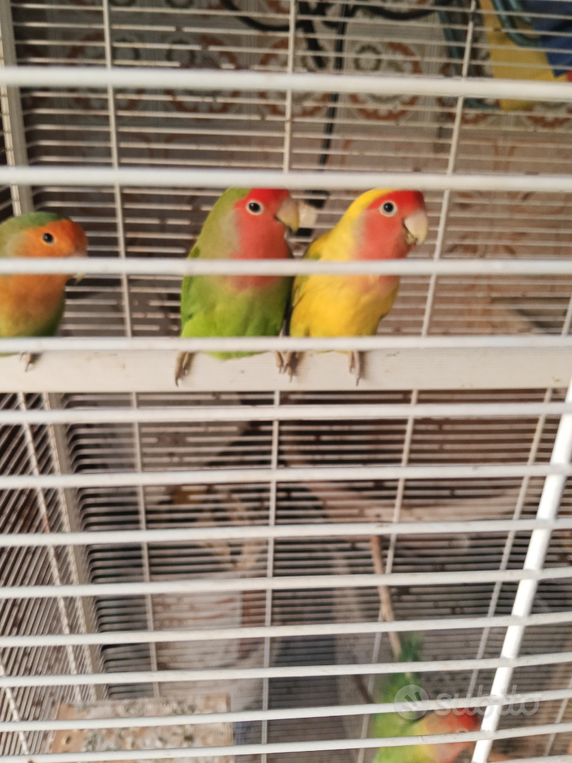 Disponibile pulli di inseparabili da imbecco - Animali In vendita a Messina