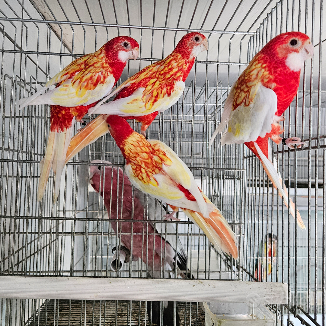 Subito - Fattoria archi di luce - Rosella rubino - Animali In vendita a ...