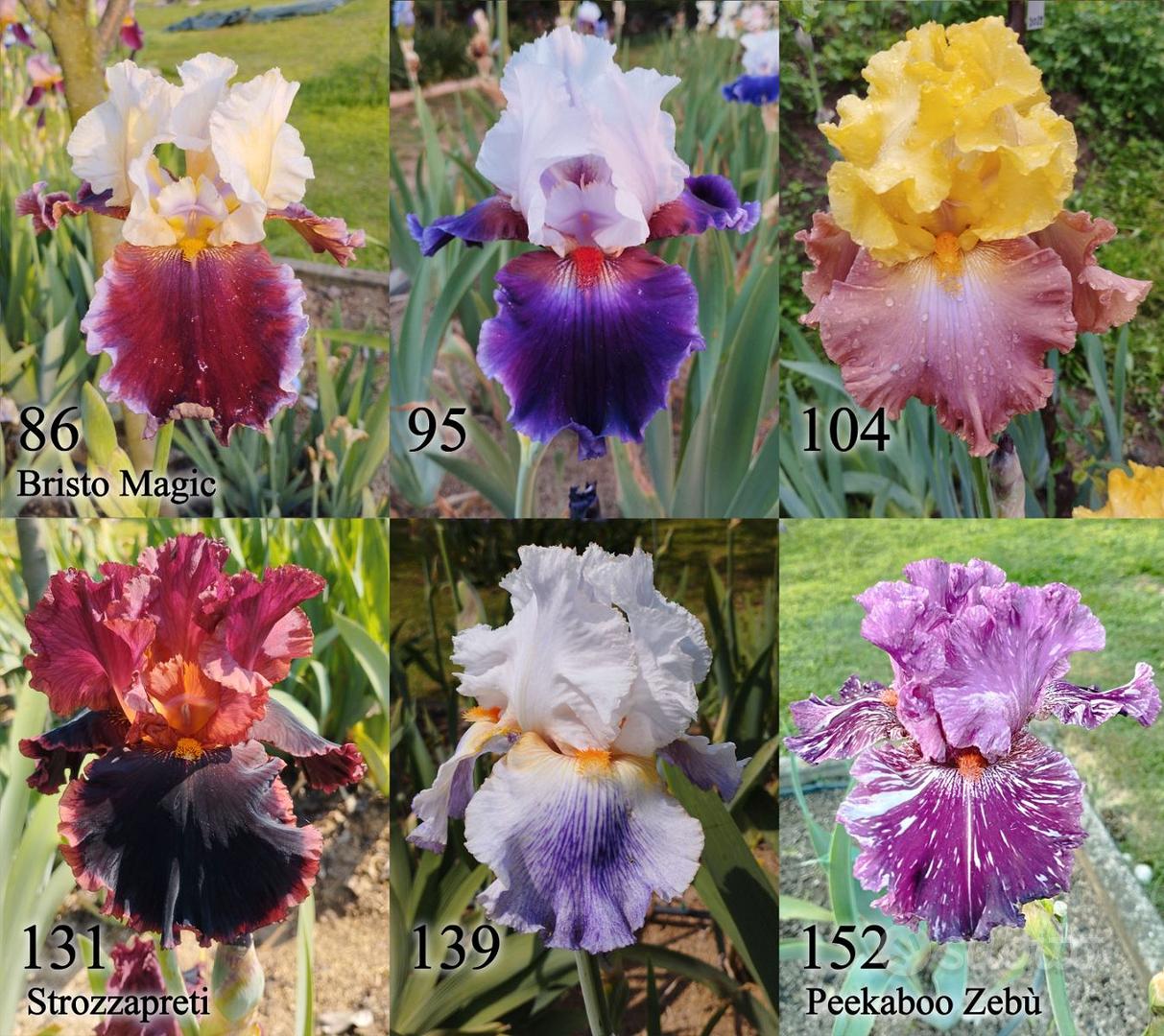 Iris germanica vari colori - Giardino e Fai da te In vendita a Novara