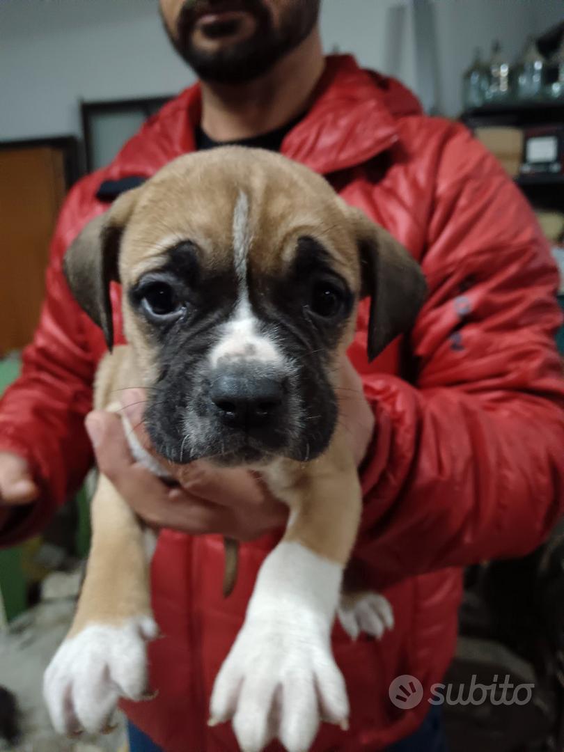 Cuccioli di cane corso - Animali In vendita a Foggia