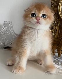 Scottish fold e straight golden NY12 - Animali In vendita a Bologna