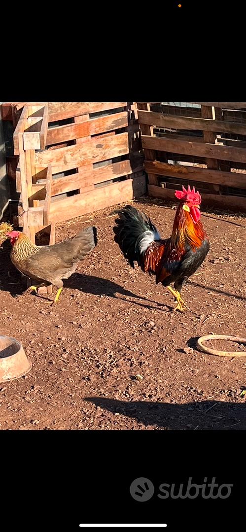 Pulcini livornesi collo oro - Animali In vendita a Roma