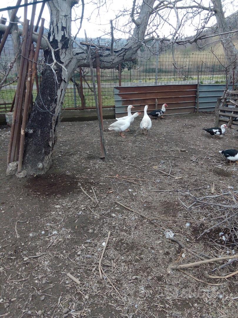 Coppia di papere mute, oche - Animali In vendita a Salerno